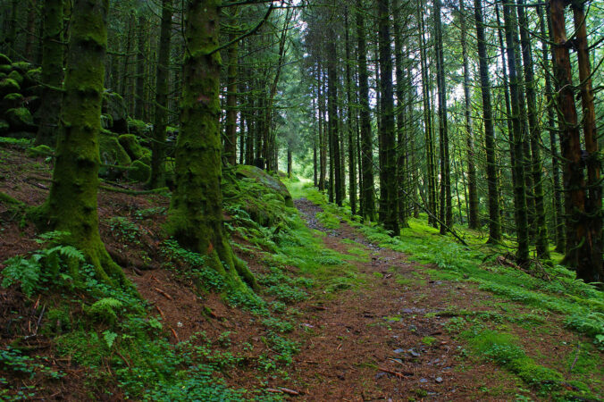Random Forest : How random forest works for classification and regression
